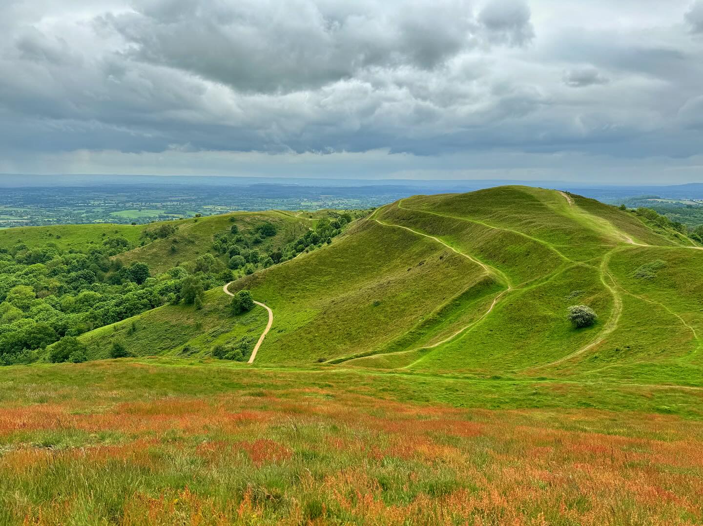 Bluebells in the Heart of England Forest » Damien Walmsley ...