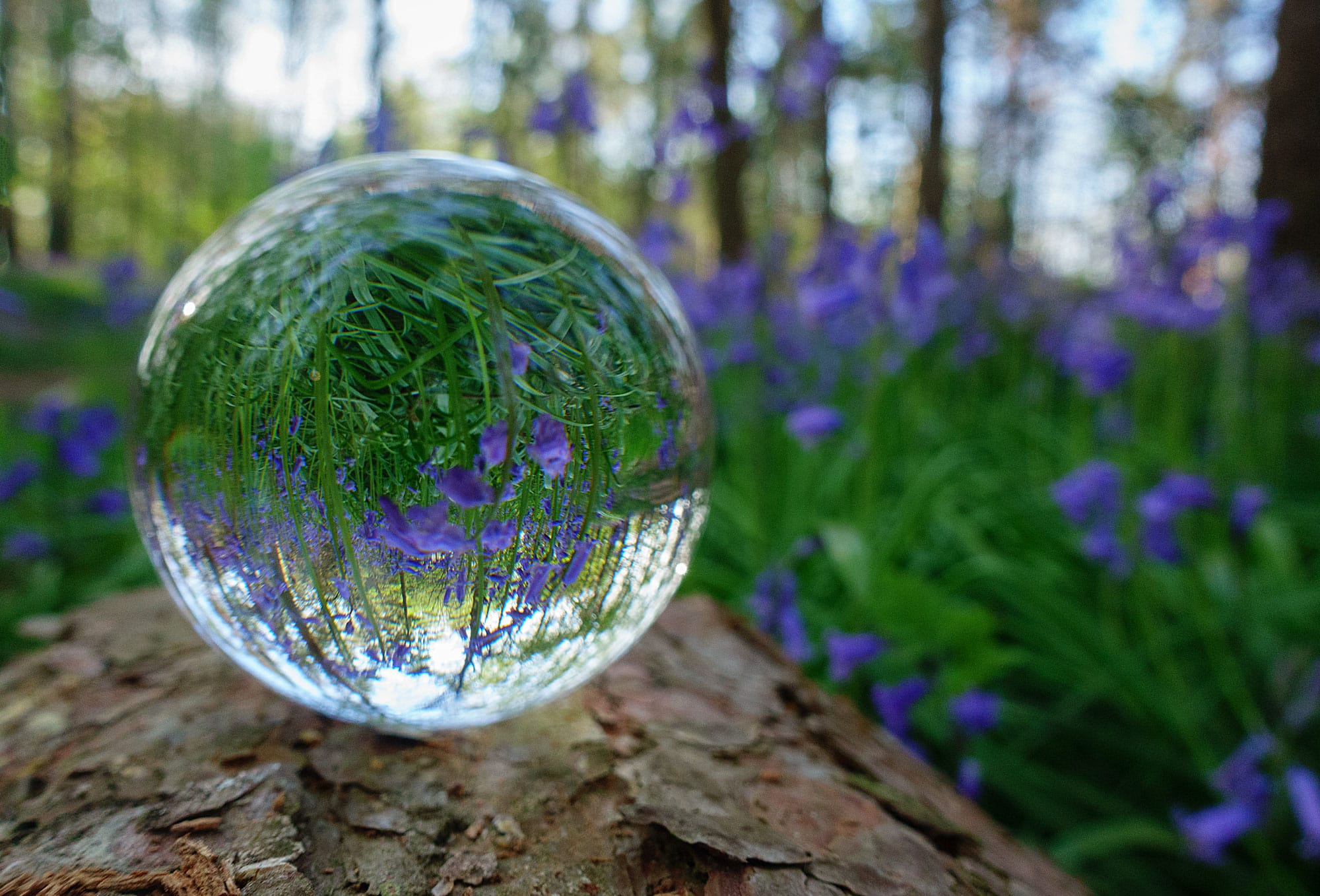 Bluebells In Austy Wood - Damien Walmsley | Photography