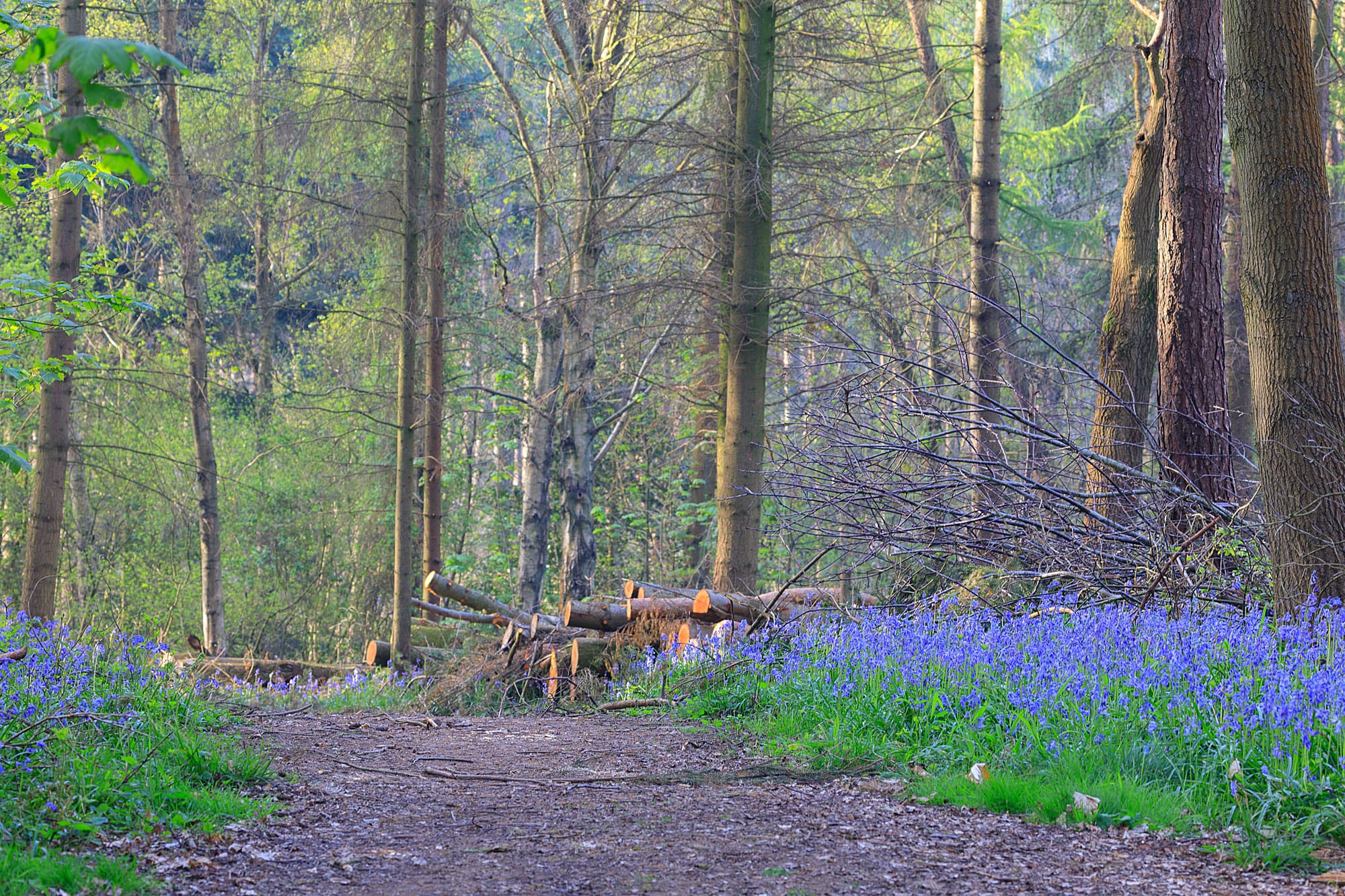 Bluebells In Austy Wood - Damien Walmsley | Photography