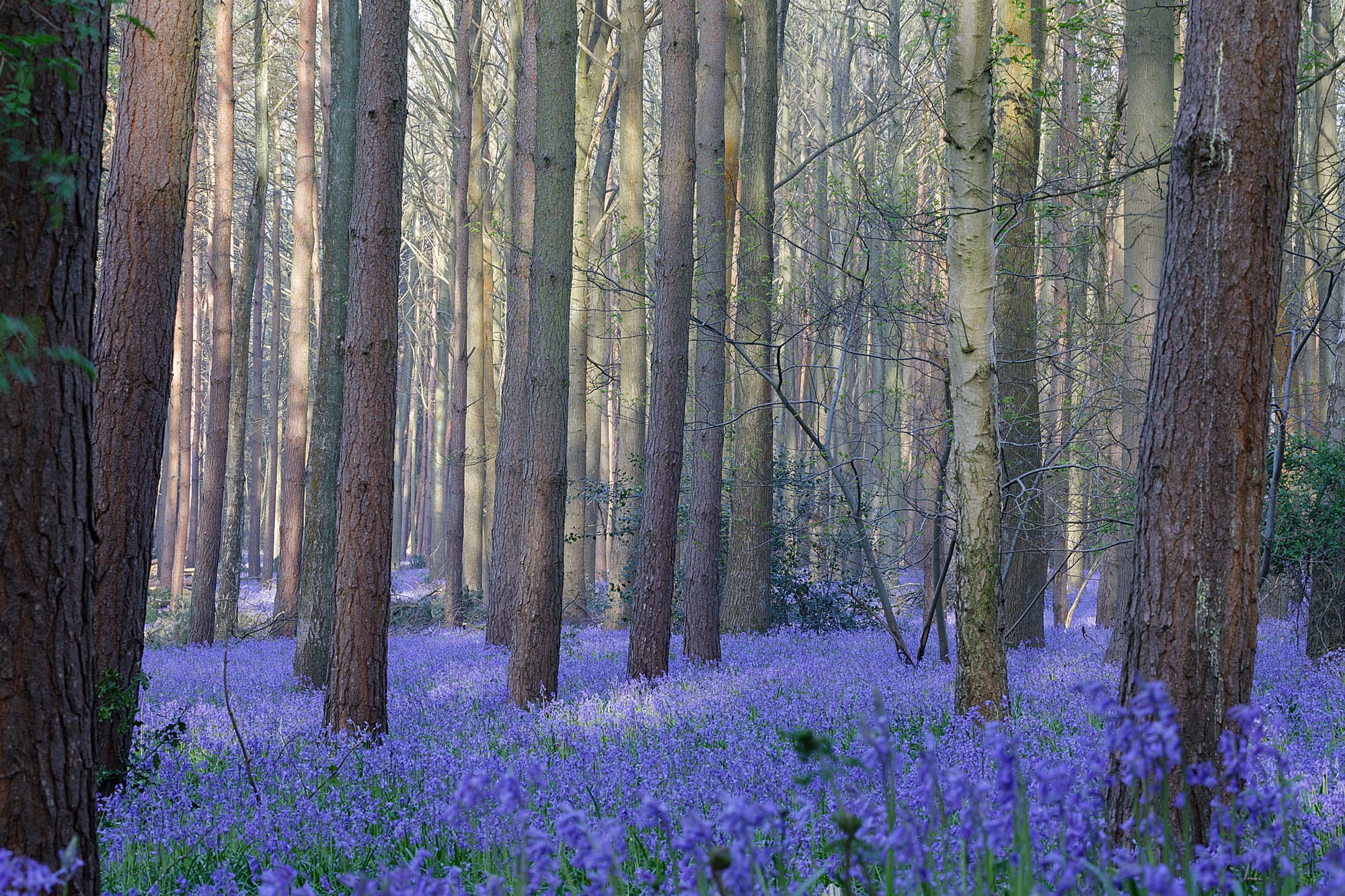 Bluebells In Austy Wood - Damien Walmsley | Photography