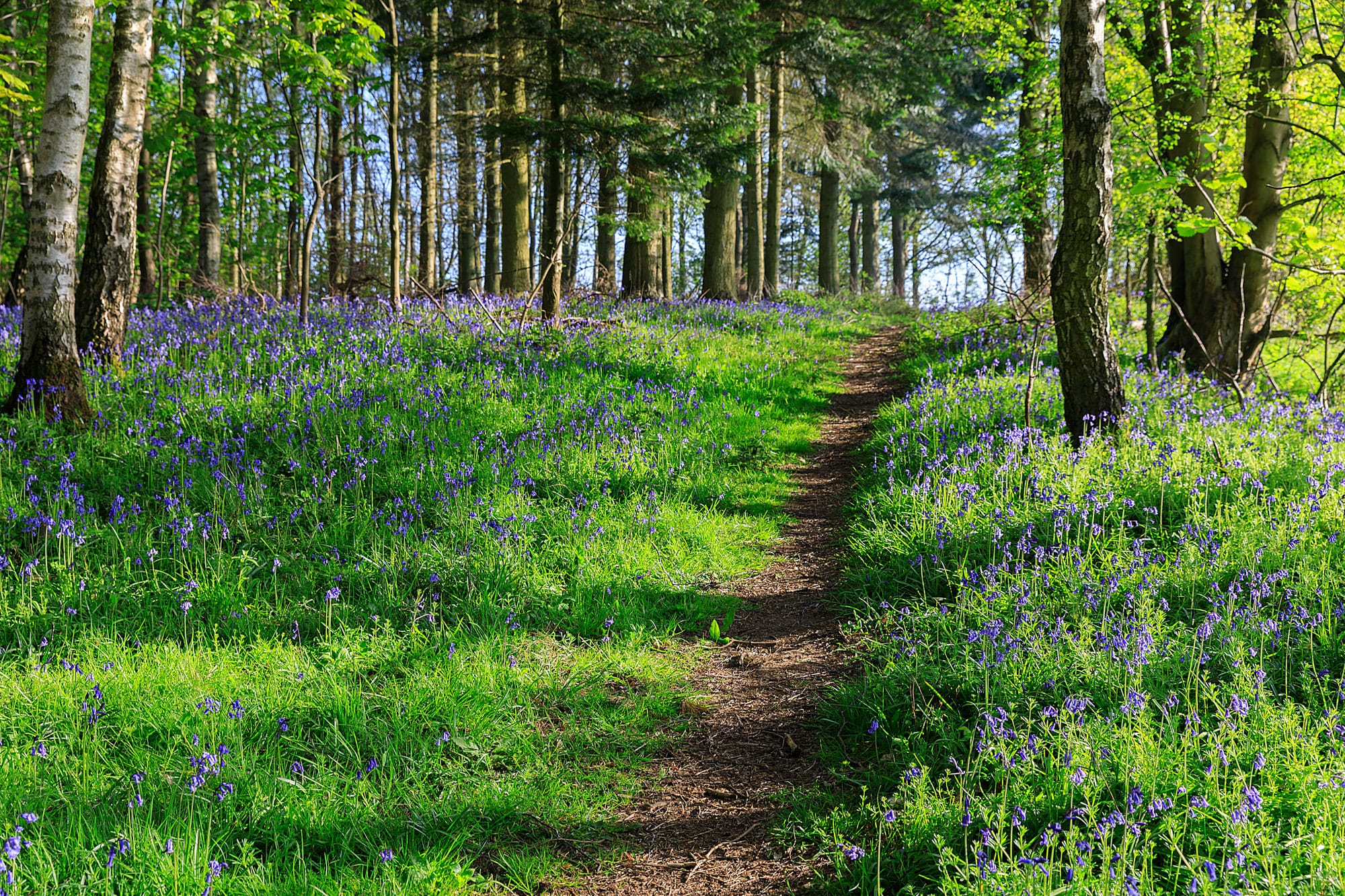 Bluebells In Austy Wood - Damien Walmsley | Photography