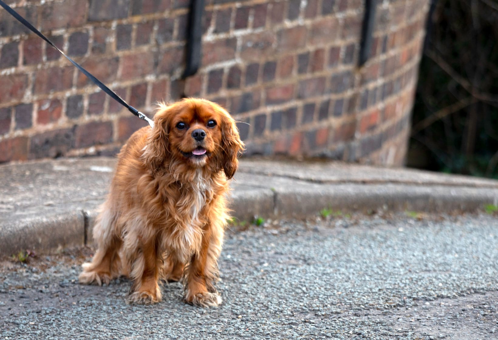 One Walk A Day - Damien Walmsley | Photography