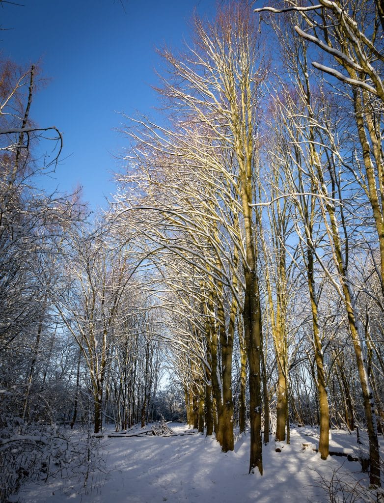 Walking In The Winter Wonderland Of Solihull - Damien Walmsley ...
