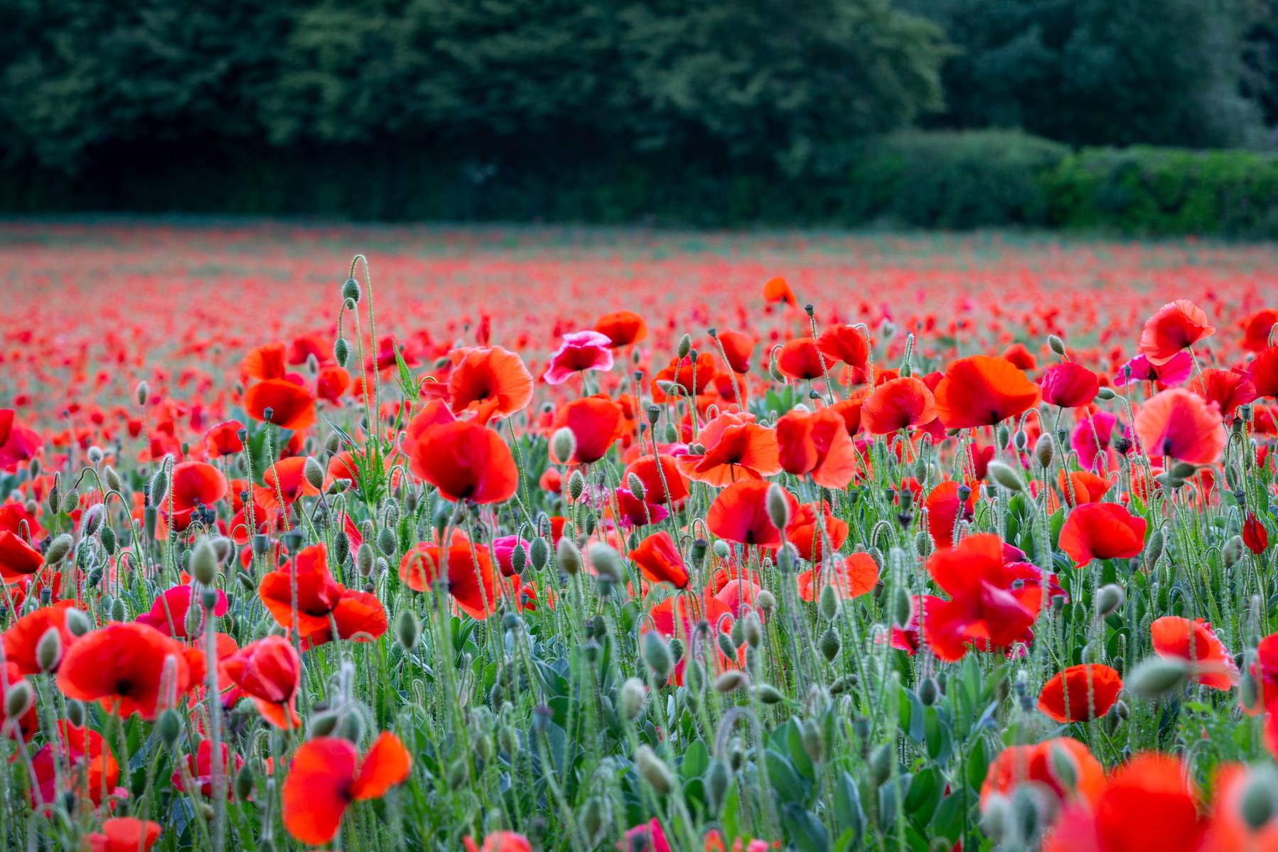 Poppy Fields In Leamington Spa - Damien Walmsley | Photography
