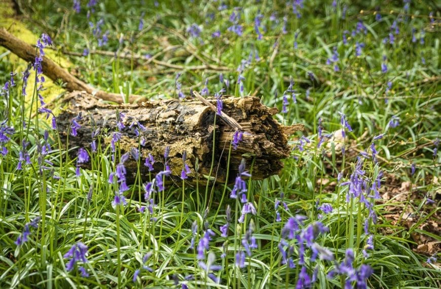 Bluebells In The Heart Of England Forest - Damien Walmsley | Photography