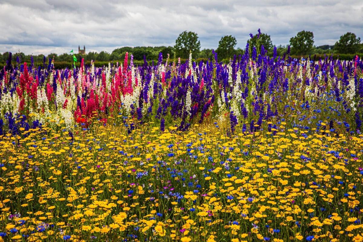 Day Out To The Confetti Fields And Pershore Old Bridge - Damien ...