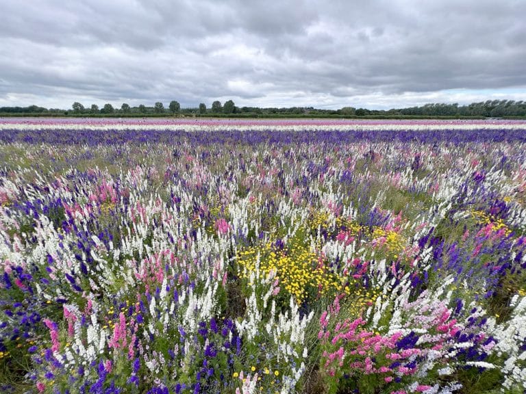 Day Out To The Confetti Fields And Pershore Old Bridge - Damien ...
